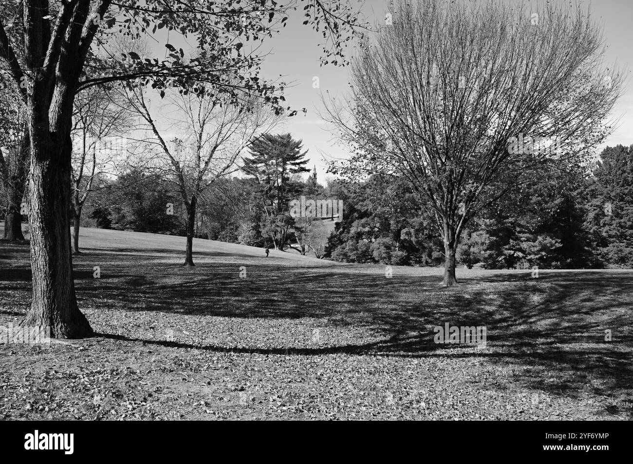 Public park leaves in Black and White Stock Photos & Images - Alamy