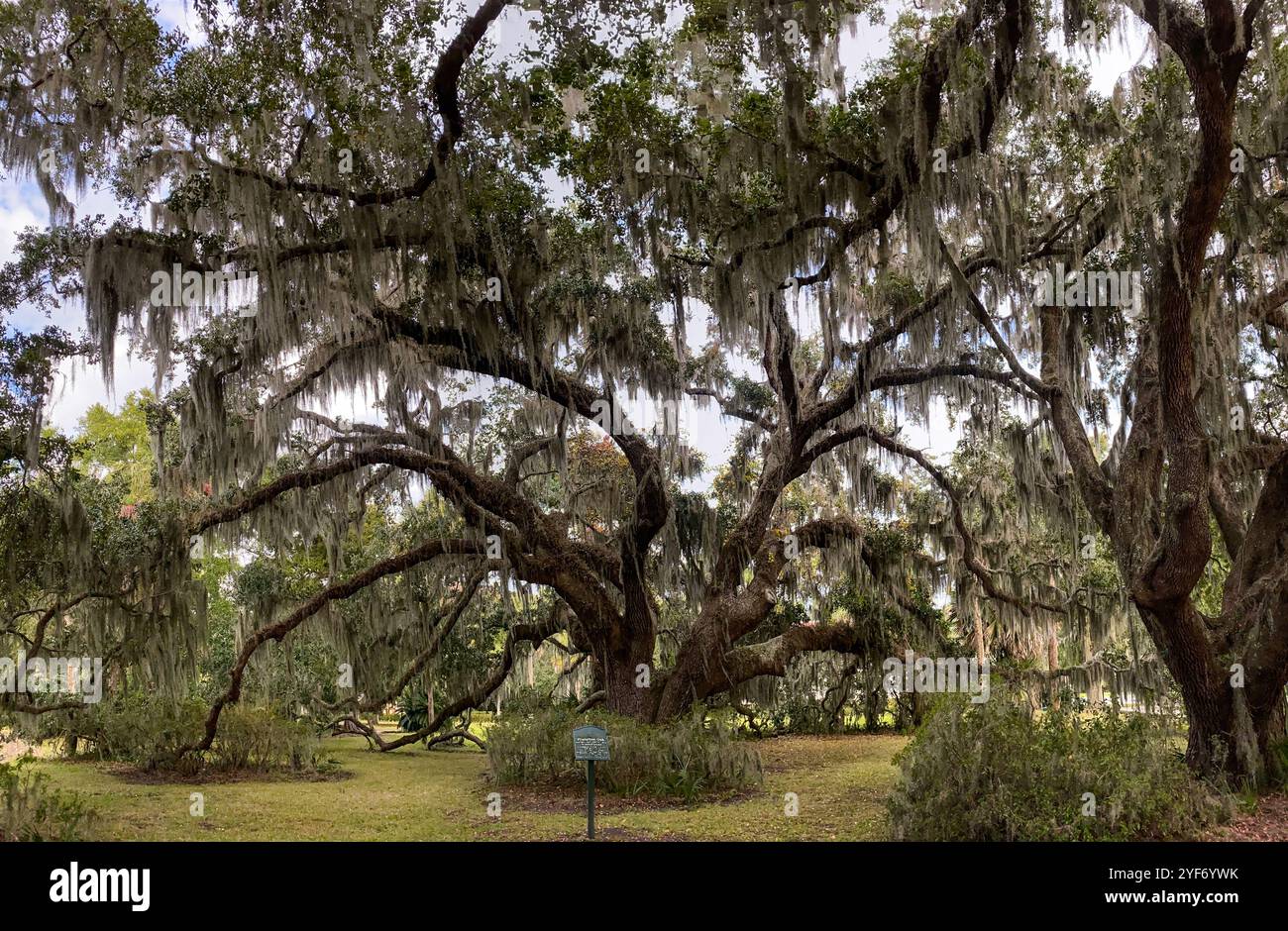 The oldest and largest oak tree on Jekyll Island Stock Photo - Alamy