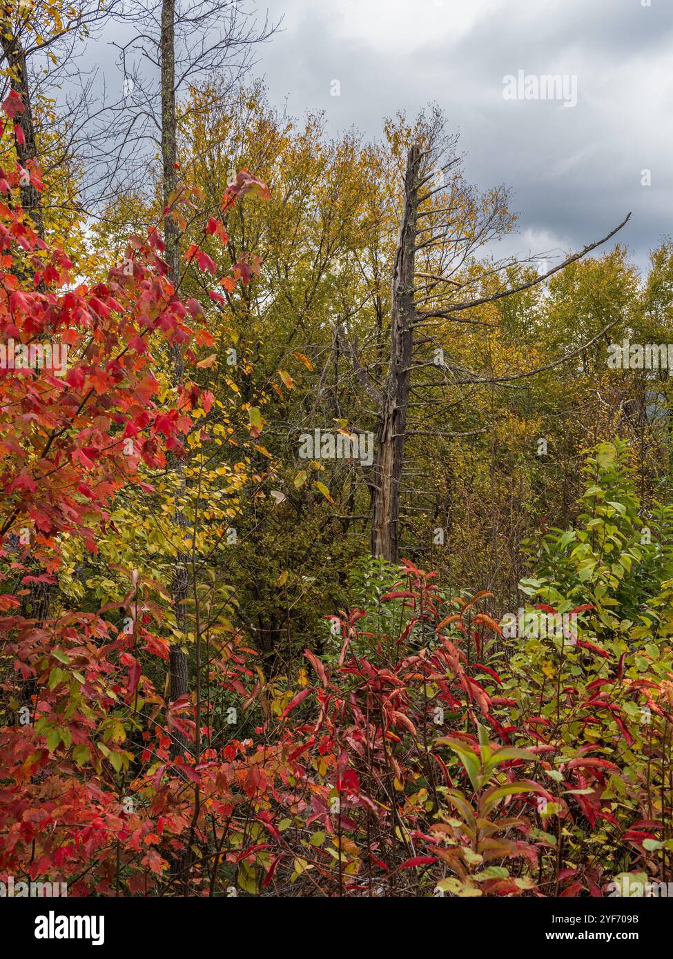 A close-up look at fall-colored leaves and a withered tree at New River ...