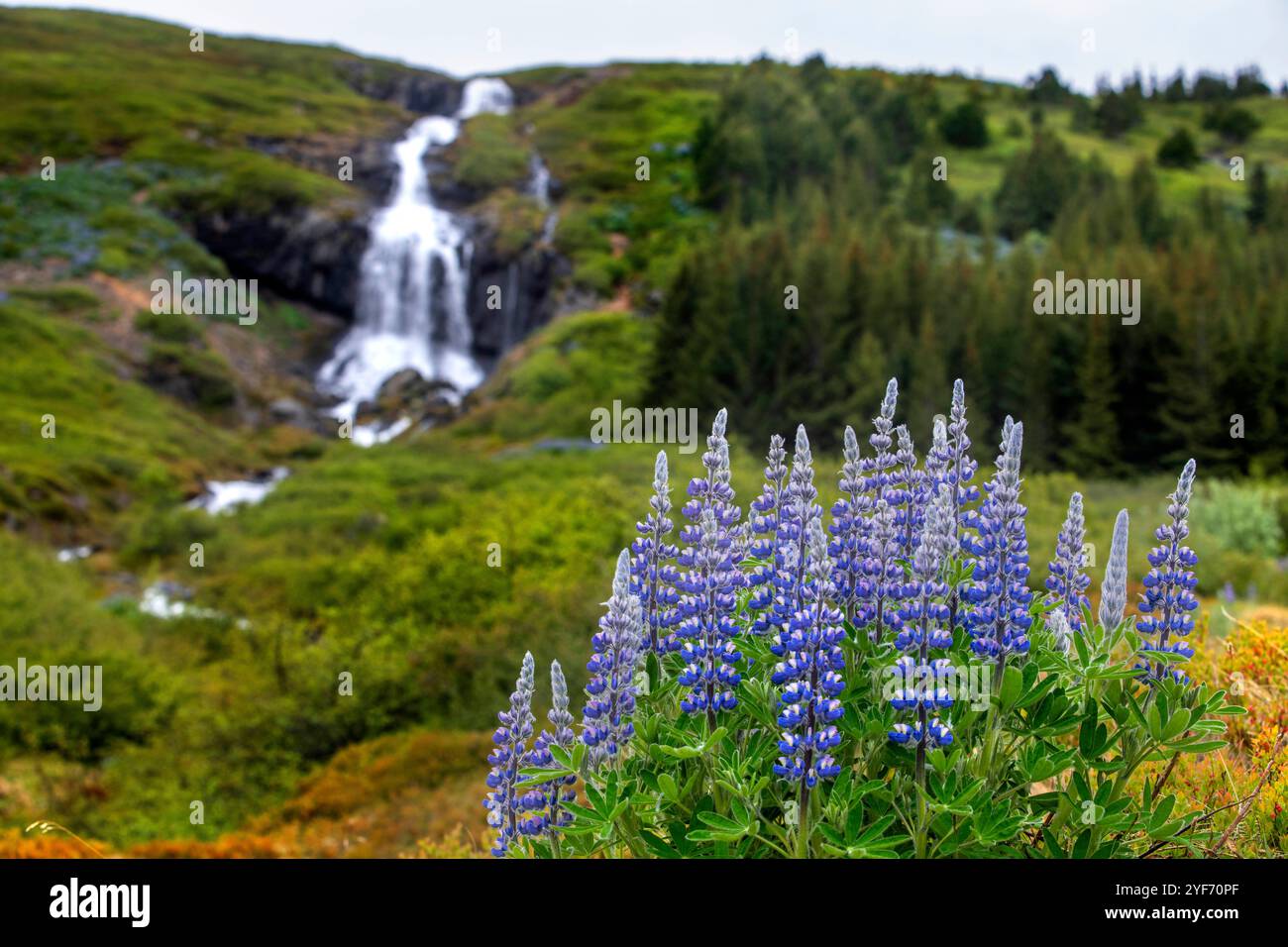 Tungudalur waterfall, Isafjordur, the largest settlement in the West ...