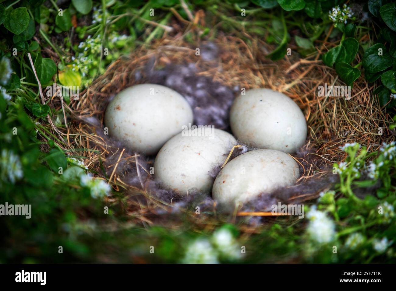 Virgur island puffin hi-res stock photography and images - Alamy