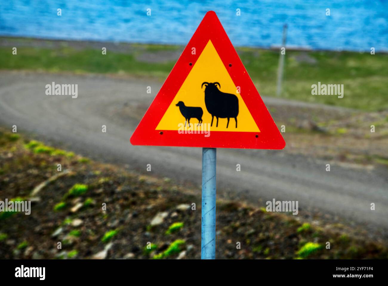 Icelandic sign warning about sheep crossing or standing on the road ...