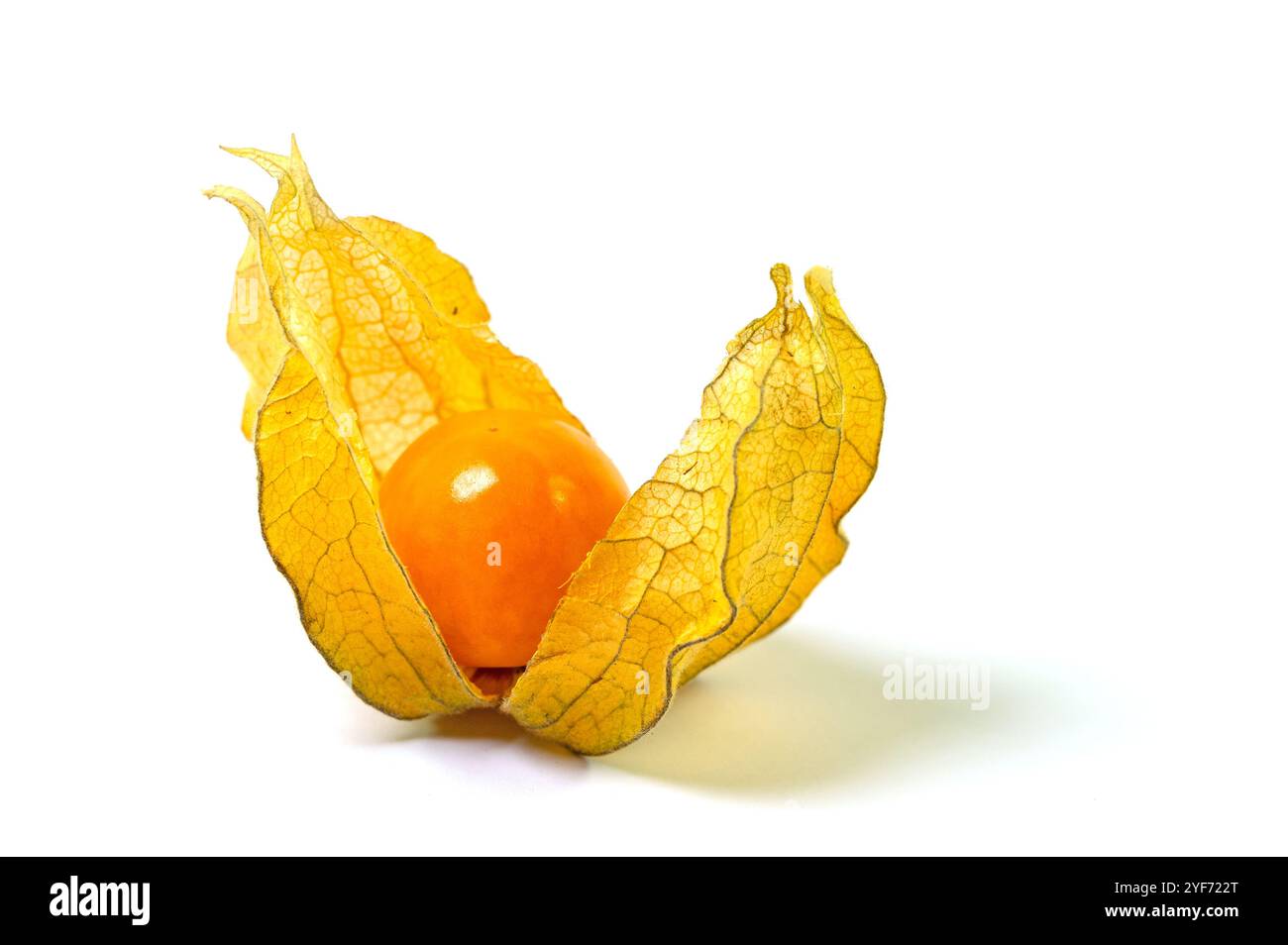 Bladder cherries, physalis, against a white background Stock Photo - Alamy