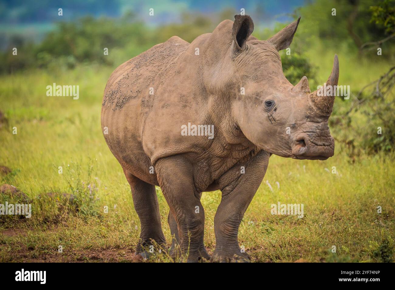 Portrait of cute male bull white Rhino or Rhinoceros in a group in ...