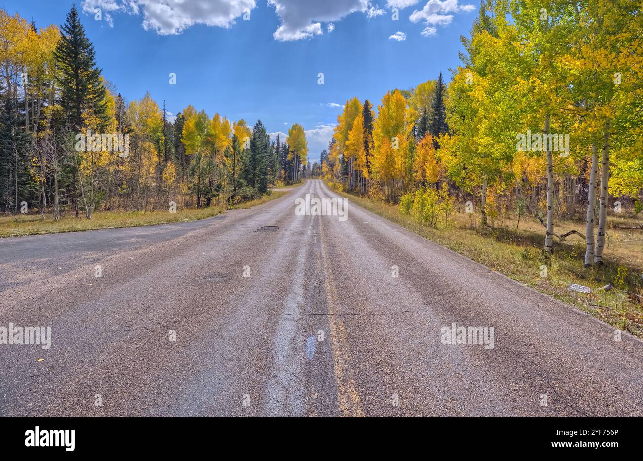 Autumnal trees along State Route 67 highway, Kaibab National Forest ...