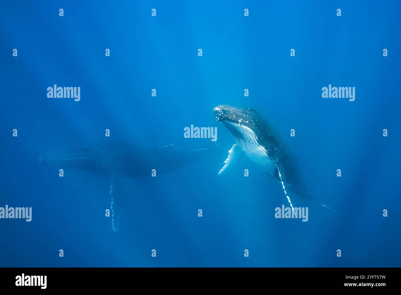 Humpback whale cow (Megaptera novaeangliae) swimming underwater with ...