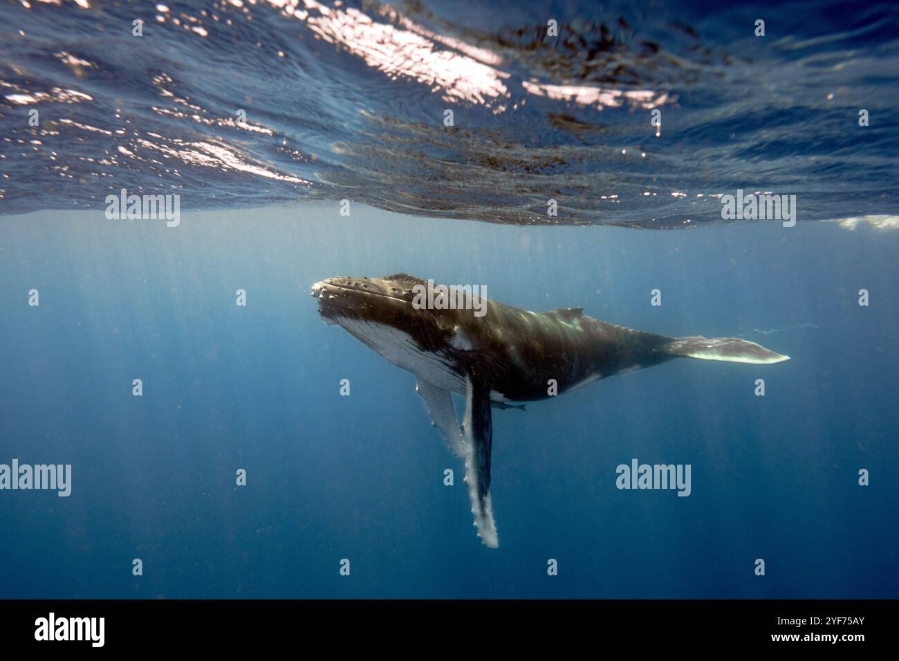 Humpback Whale (Megaptera novaeangliae) swimming underwater below the ...