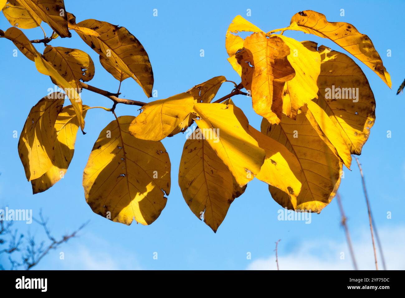 Blue magnolia magnolia acuminata hi-res stock photography and images ...