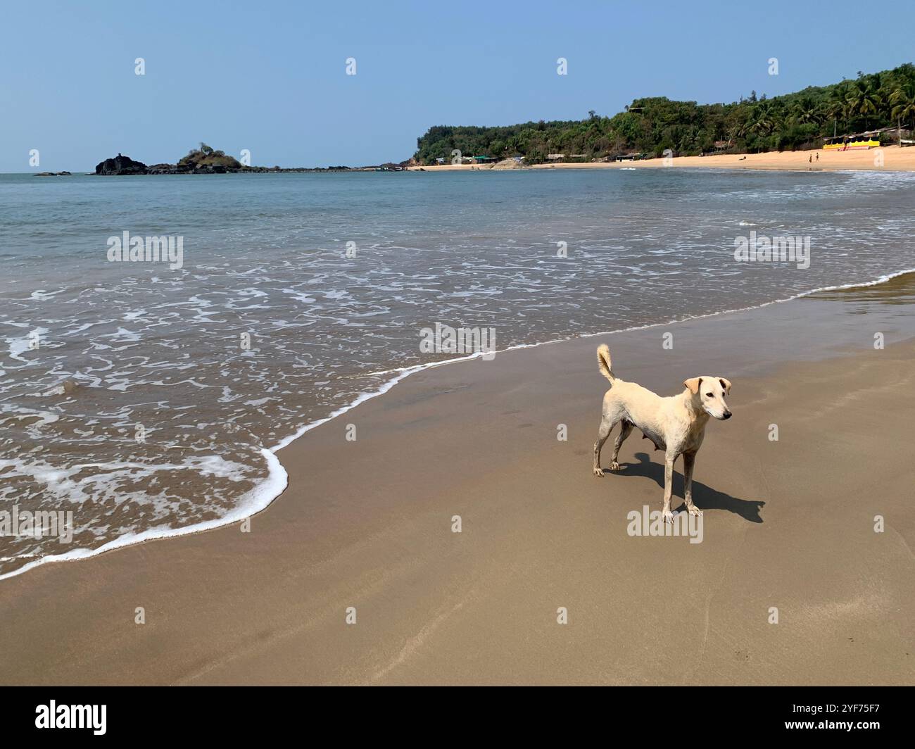 Dog standing on a beach by the sea, Gokarna, Karnataka, Southwest India ...