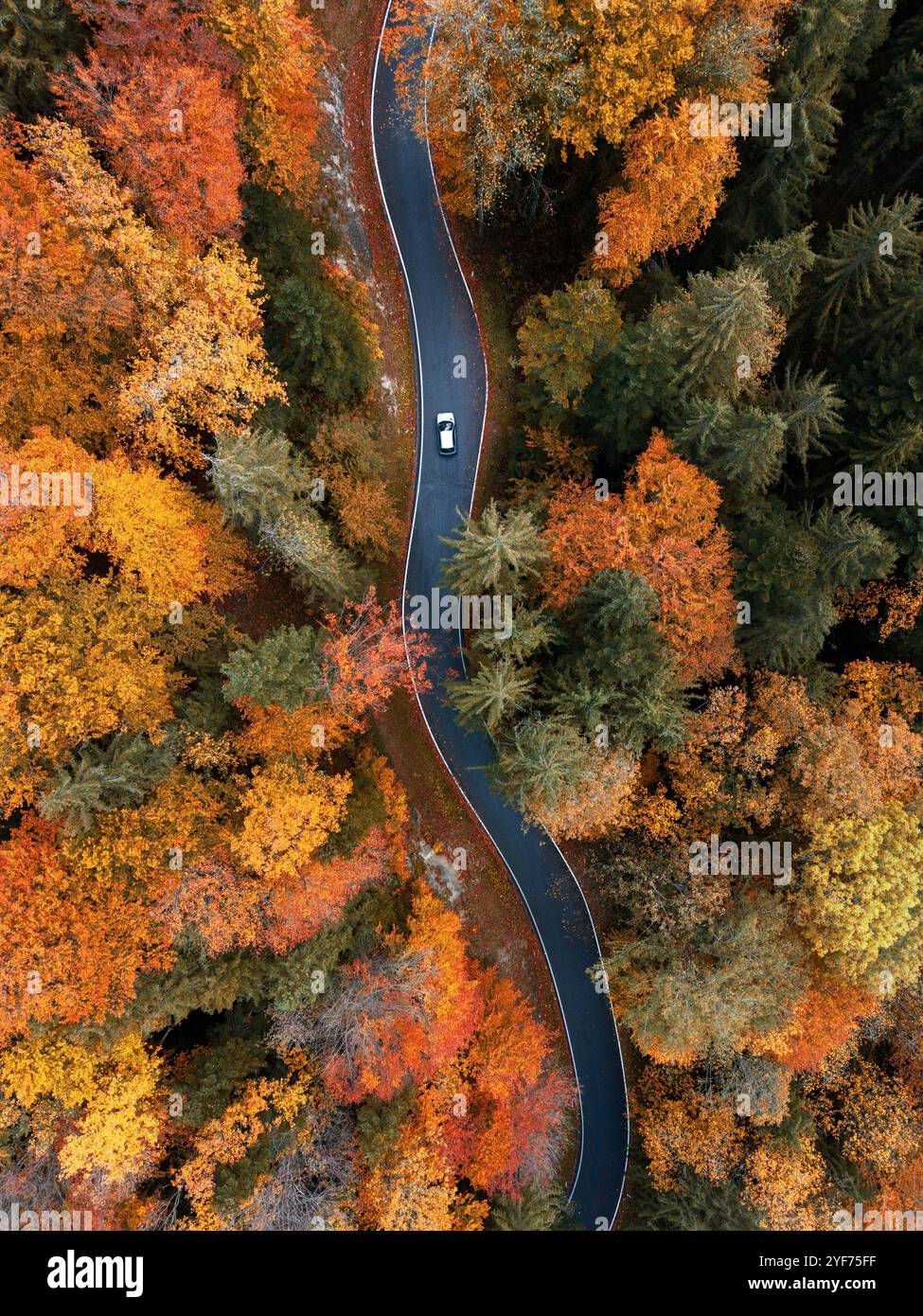 Aerial view of a car driving on a road winding through an autumn forest ...