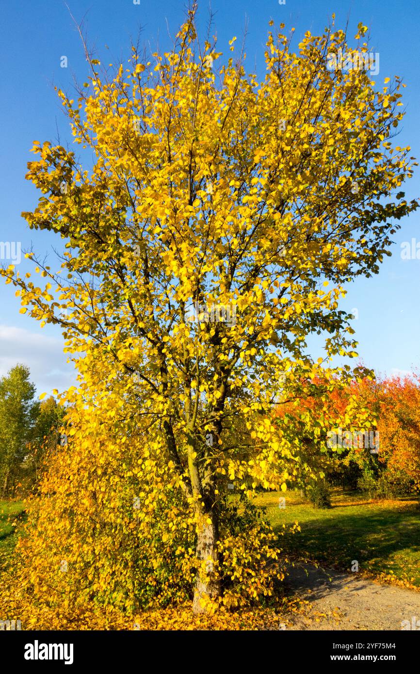 Ulmus laevis Yellow Yellowish Yellowing Turn Turning Turned, Fluttering ...