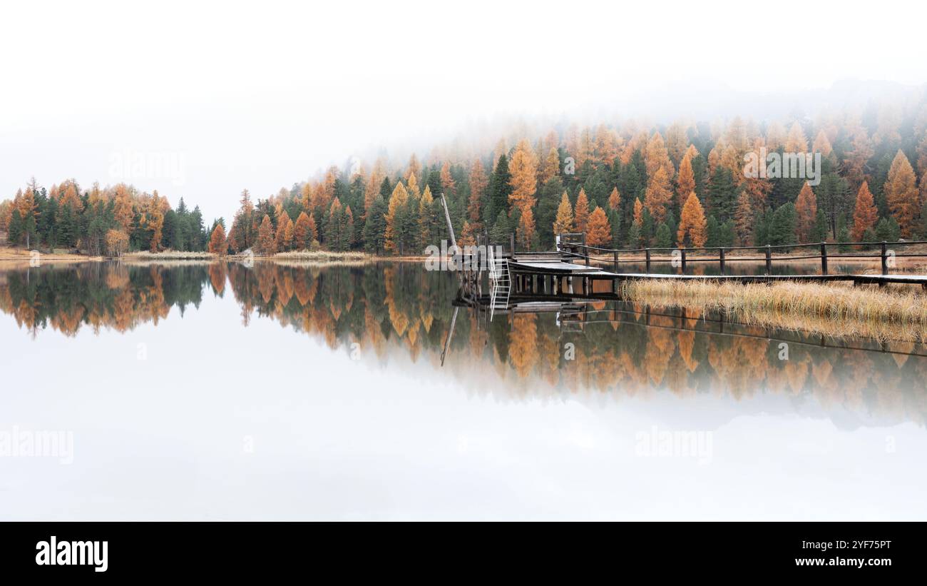 Larch tree forest by Lej da Staz (Lake of Staz), Engadin valley ...