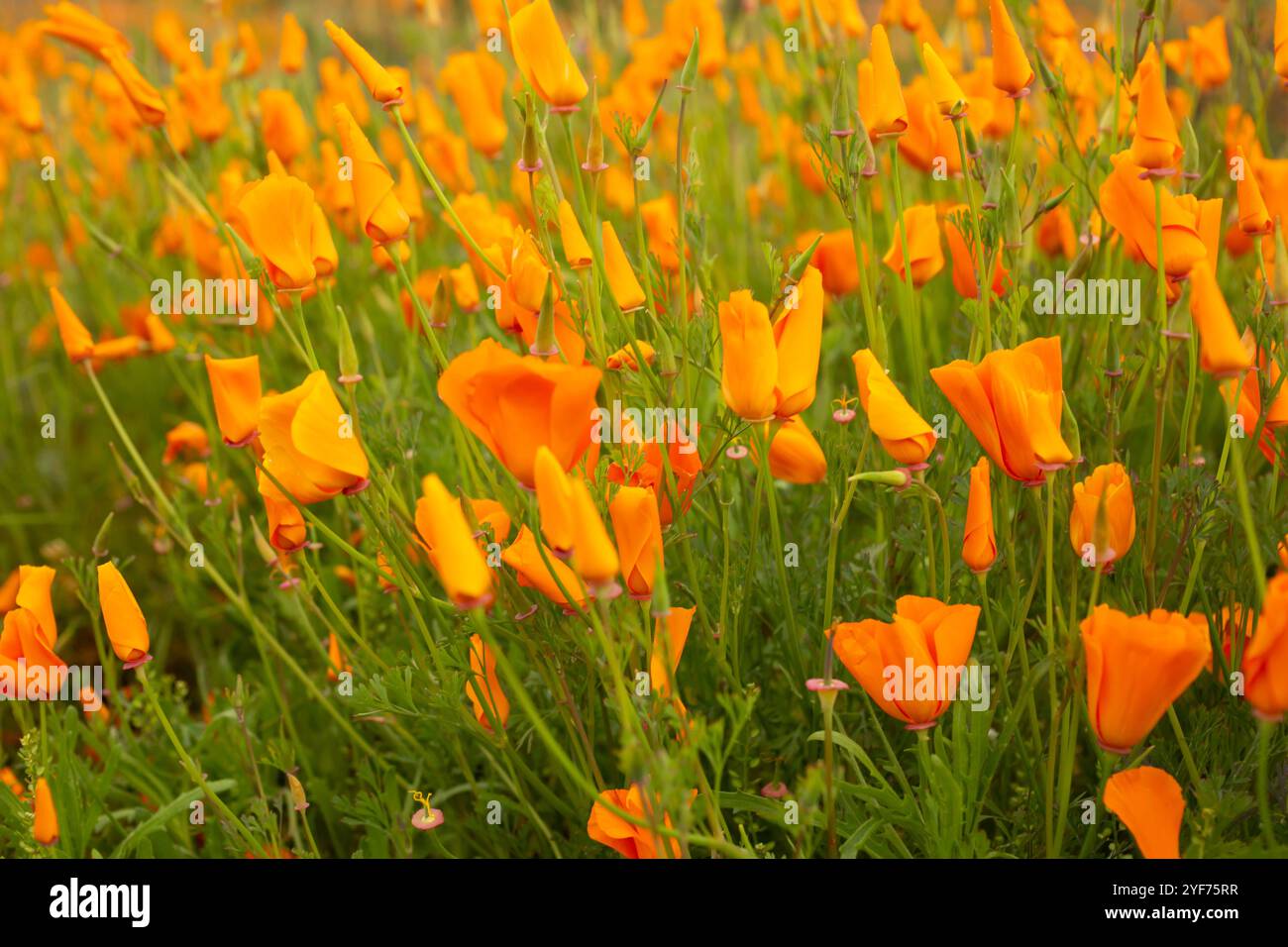 California poppy closeup wild flowers hi-res stock photography and ...