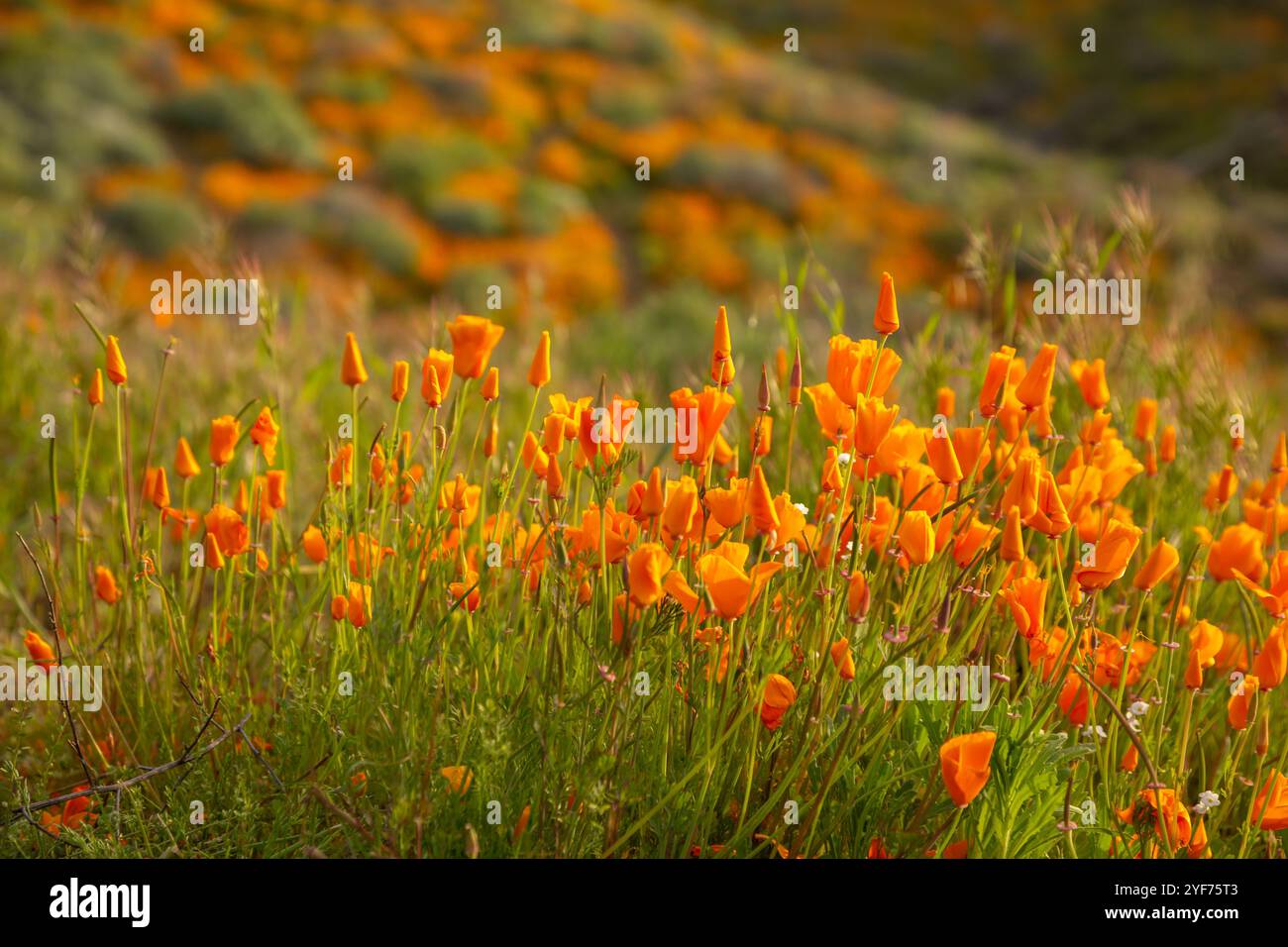 California poppy closeup wild flowers hi-res stock photography and ...