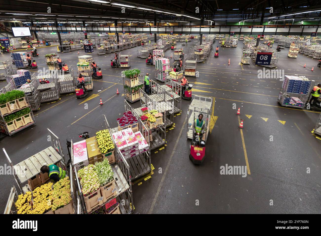 Dutch flower auction distribution hi-res stock photography and images ...