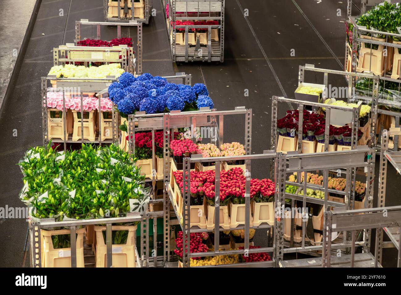 Carts with flowers at the largest flower auction in the world ...