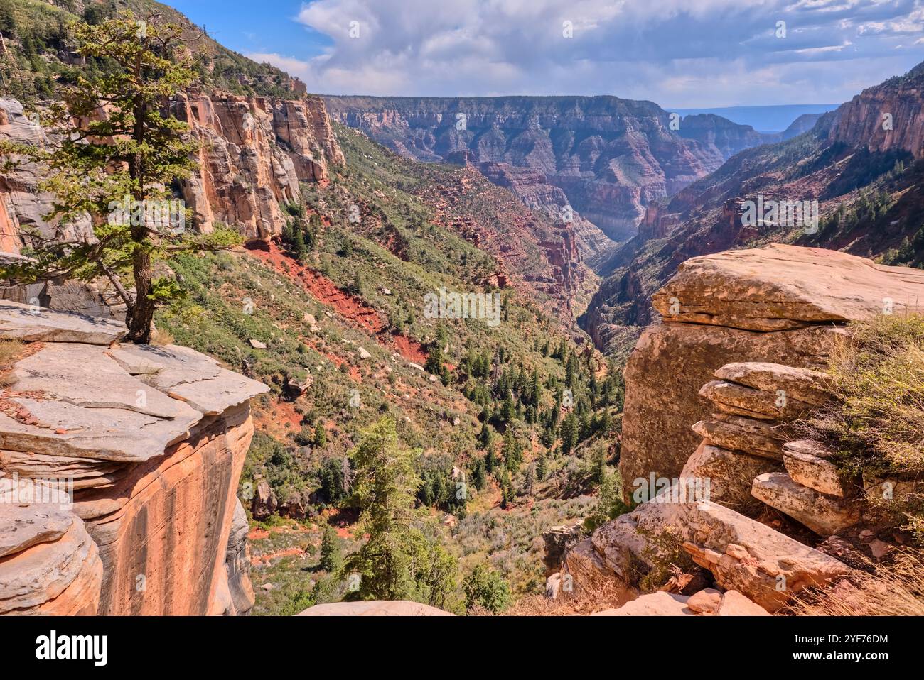 Roaring Springs Canyon from the Coconino Overlook, North Rim, Grand ...
