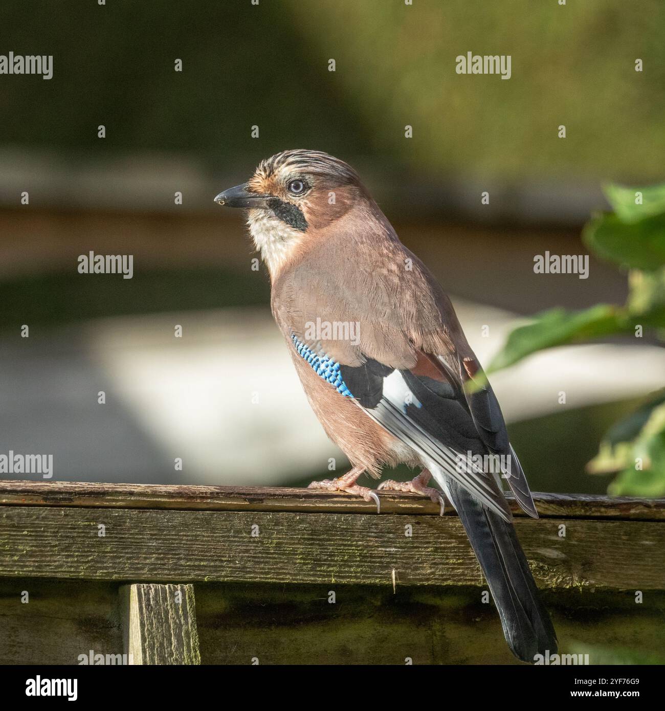 A Eurasian Jay (Garrulus glandarius, jay, acorn jay) on a garden fence ...