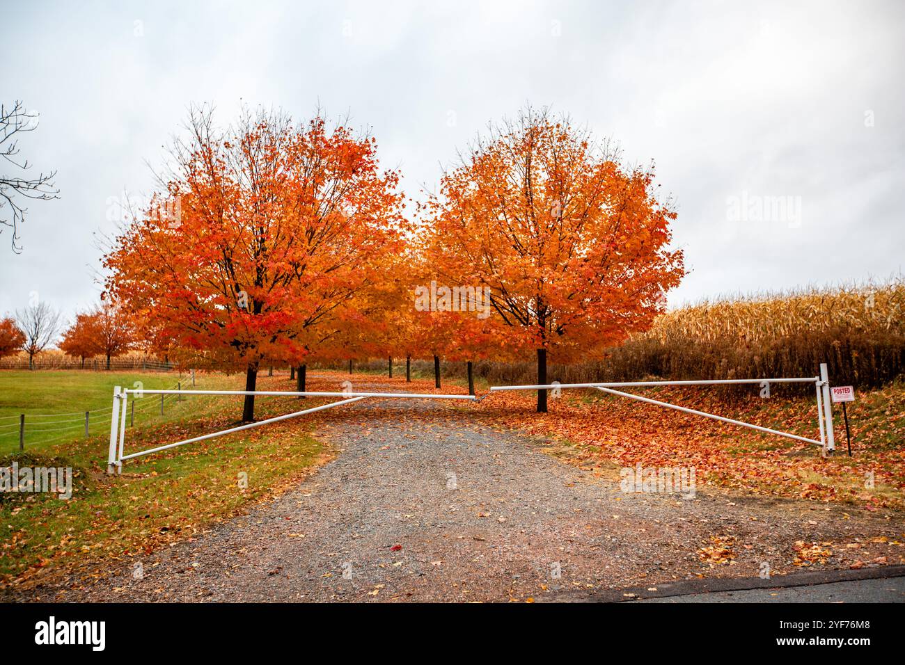 Sugar maple trees lined next to a cornfield, horizontal Stock Photo - Alamy