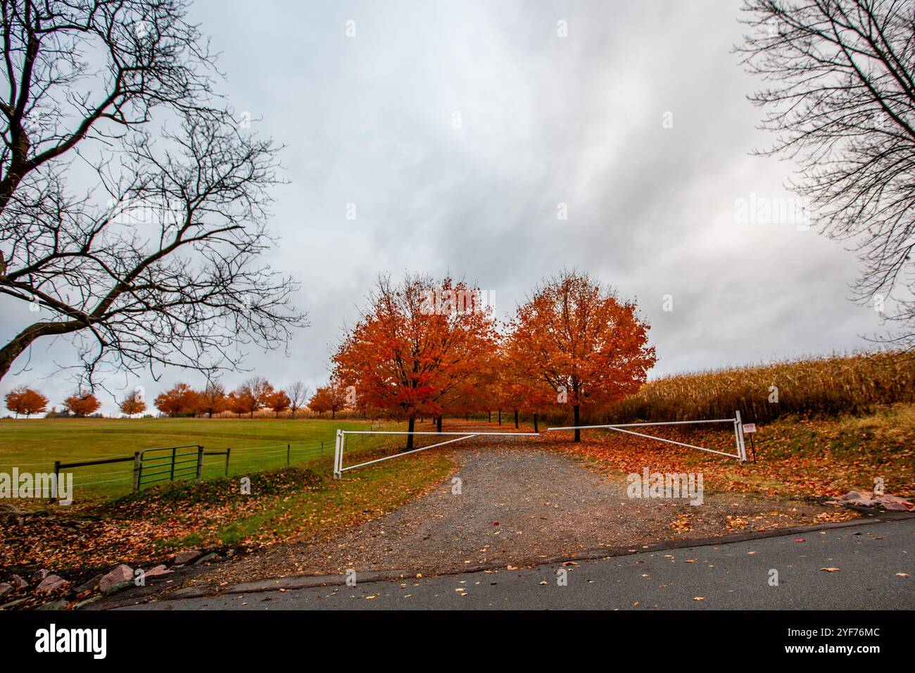 Sugar maple trees lined next to a cornfield, horizontal Stock Photo - Alamy