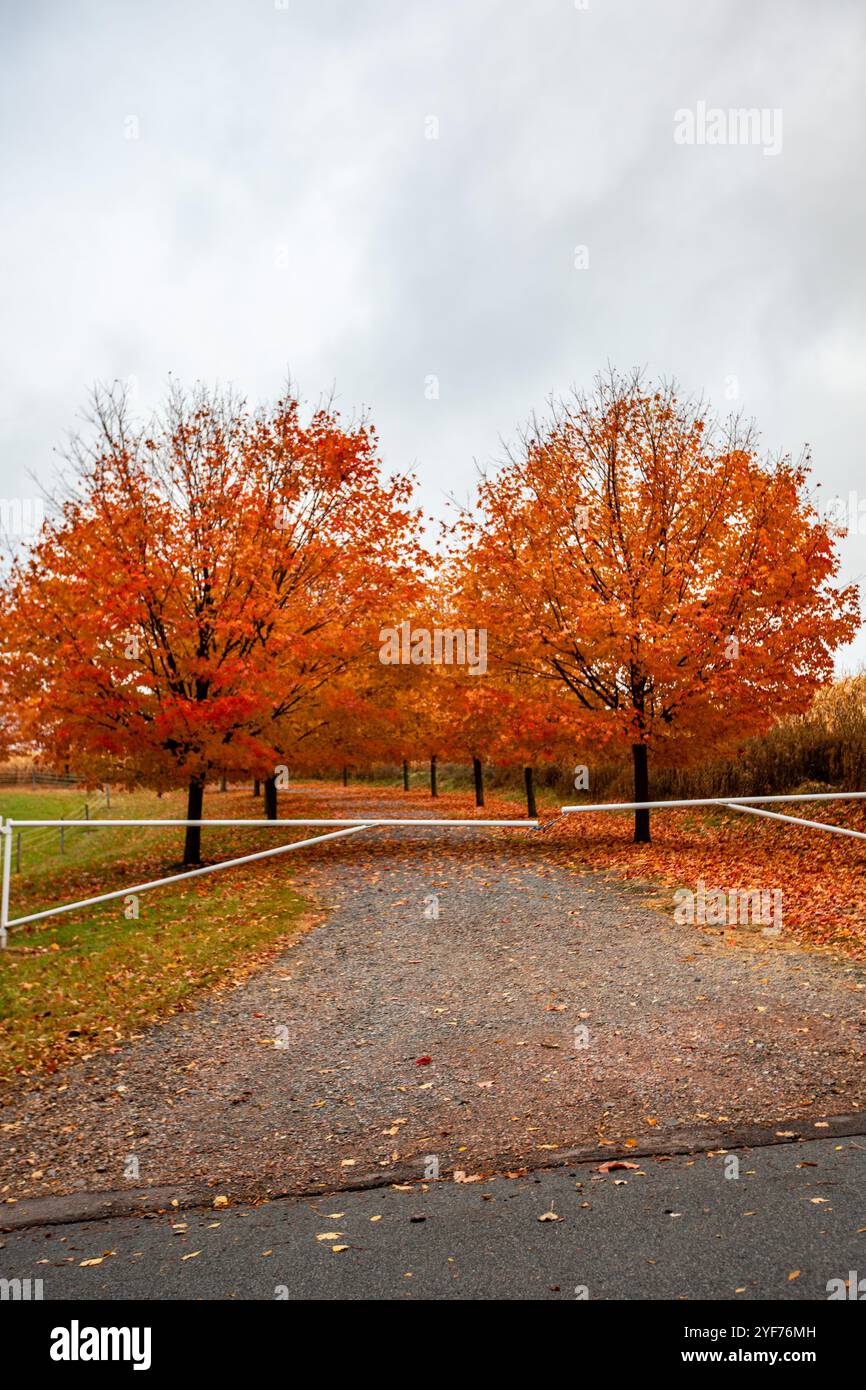Sugar maple trees lined next to a cornfield, vertical Stock Photo - Alamy