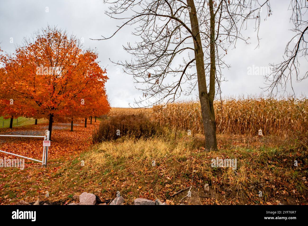 Sugar maple trees lined next to a cornfield, horizontal Stock Photo - Alamy
