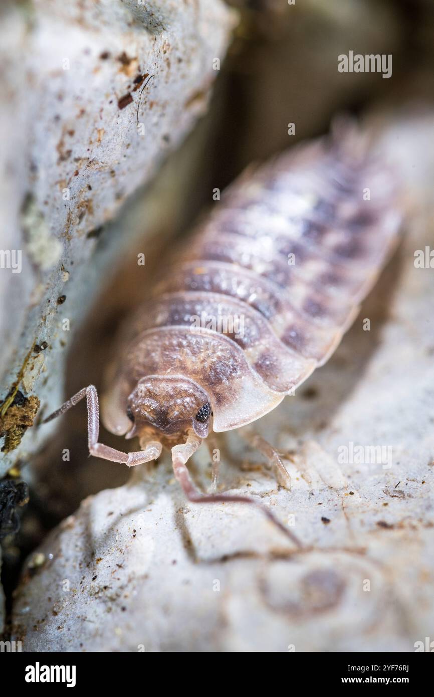 Common Woodlouse (Oniscus asellus), Widespread in Western and Northern ...