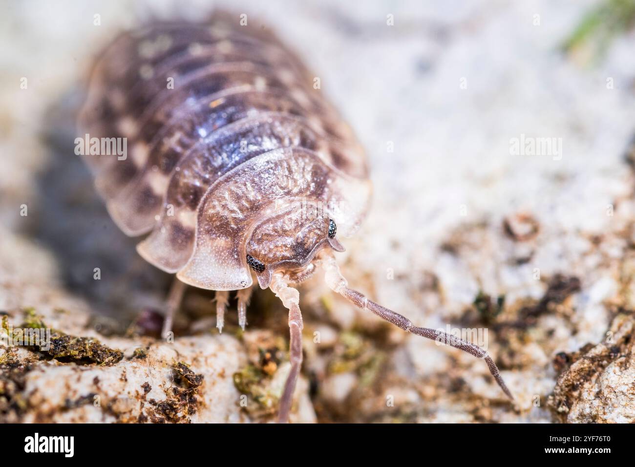 Common Woodlouse (Oniscus asellus), Widespread in Western and Northern ...