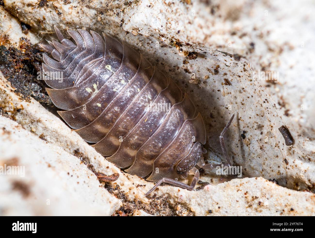 Common Woodlouse (Oniscus asellus), Widespread in Western and Northern ...