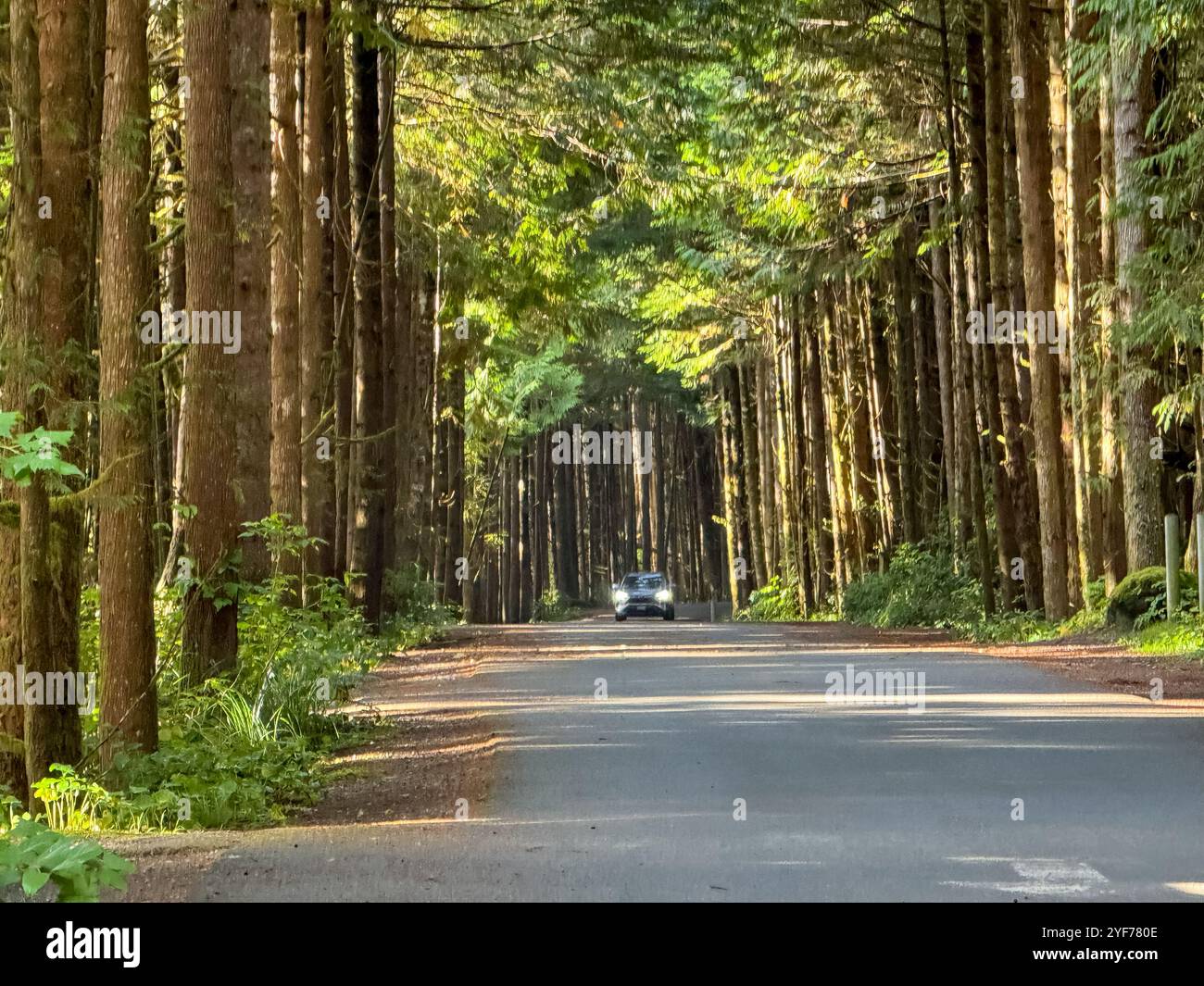 Car driving along a straight road through a forest landscape, Pacific ...