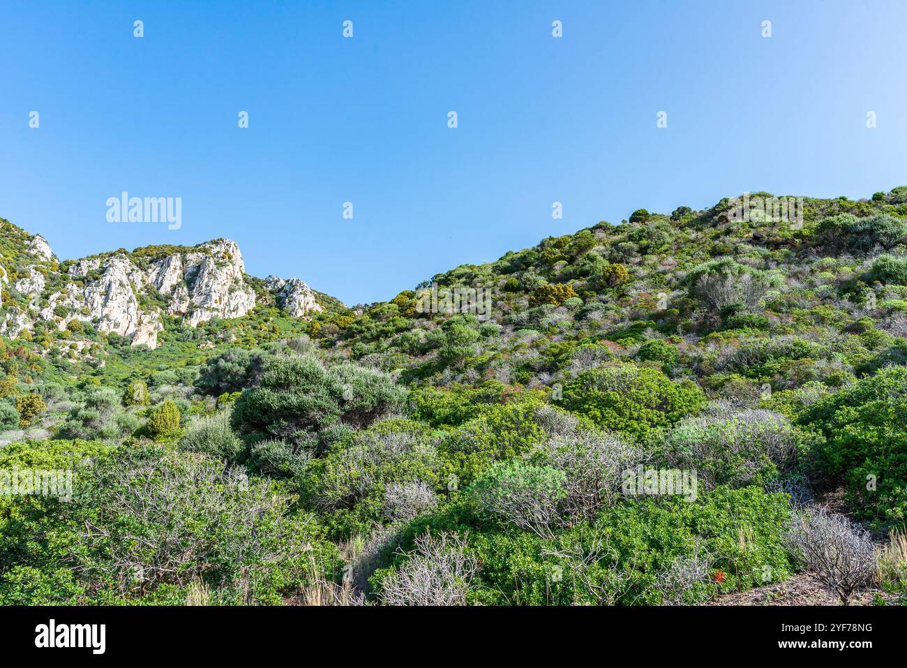 Mediterranean landscape maquis shrubland hi-res stock photography and ...