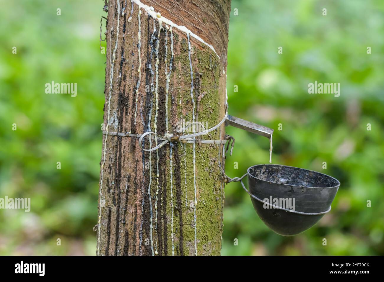 Rubber tapping and latex extraction in kerala india Stock Photo - Alamy
