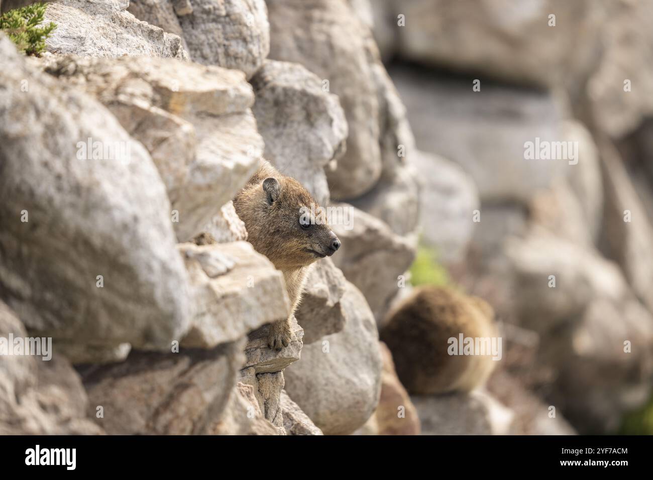 Sunnying hi-res stock photography and images - Alamy