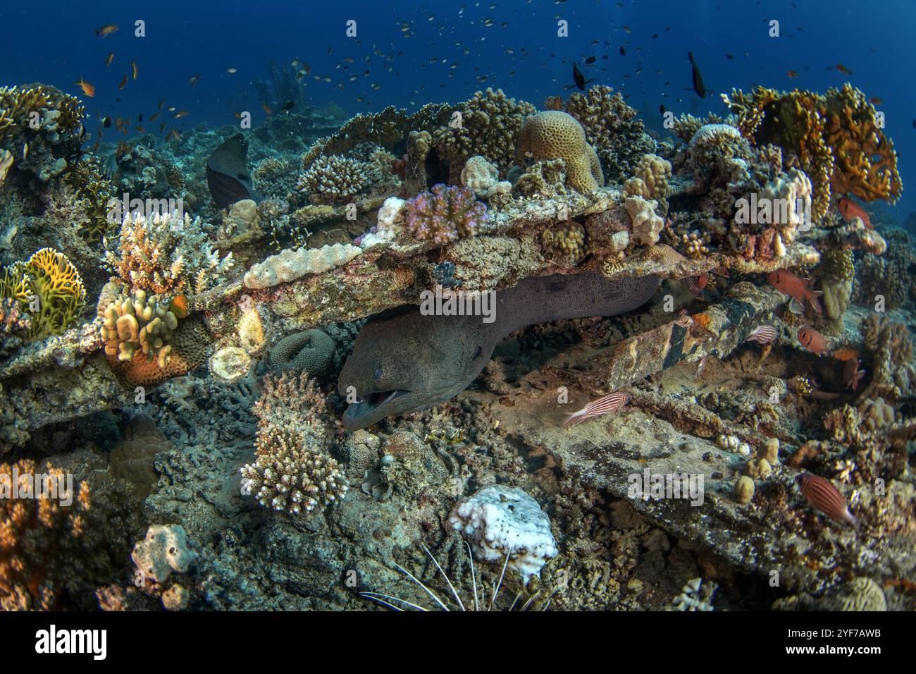 Giant moray hiding in the coral reef. Gymnothorax javanicus during dive ...