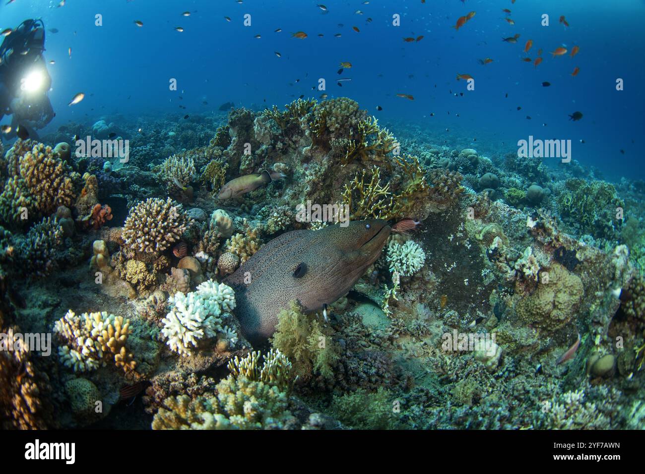 Giant moray hiding in the coral reef. Gymnothorax javanicus during dive ...