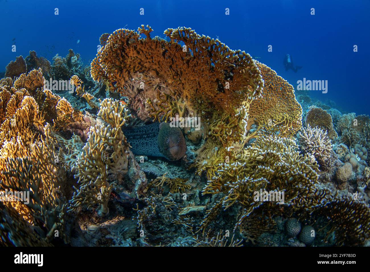 Giant moray hiding in the coral reef. Gymnothorax javanicus during dive ...