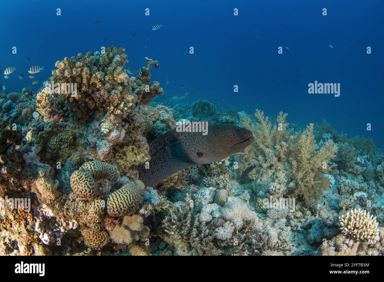 Giant moray hiding in the coral reef. Gymnothorax javanicus during dive ...