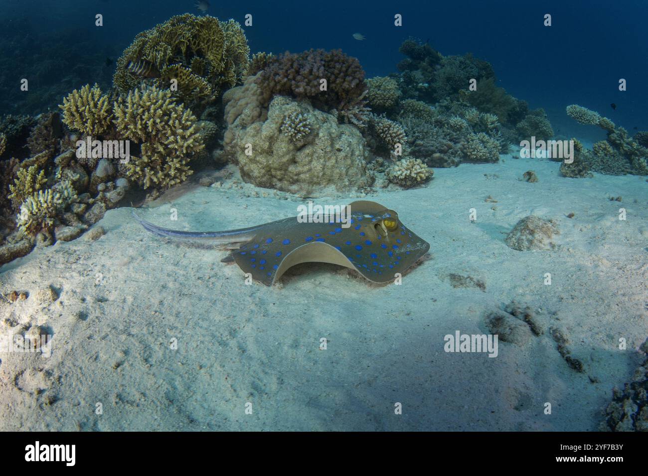 Bluespotted ribbontail ray on the sand bottom in Red sea. Ray with blue ...