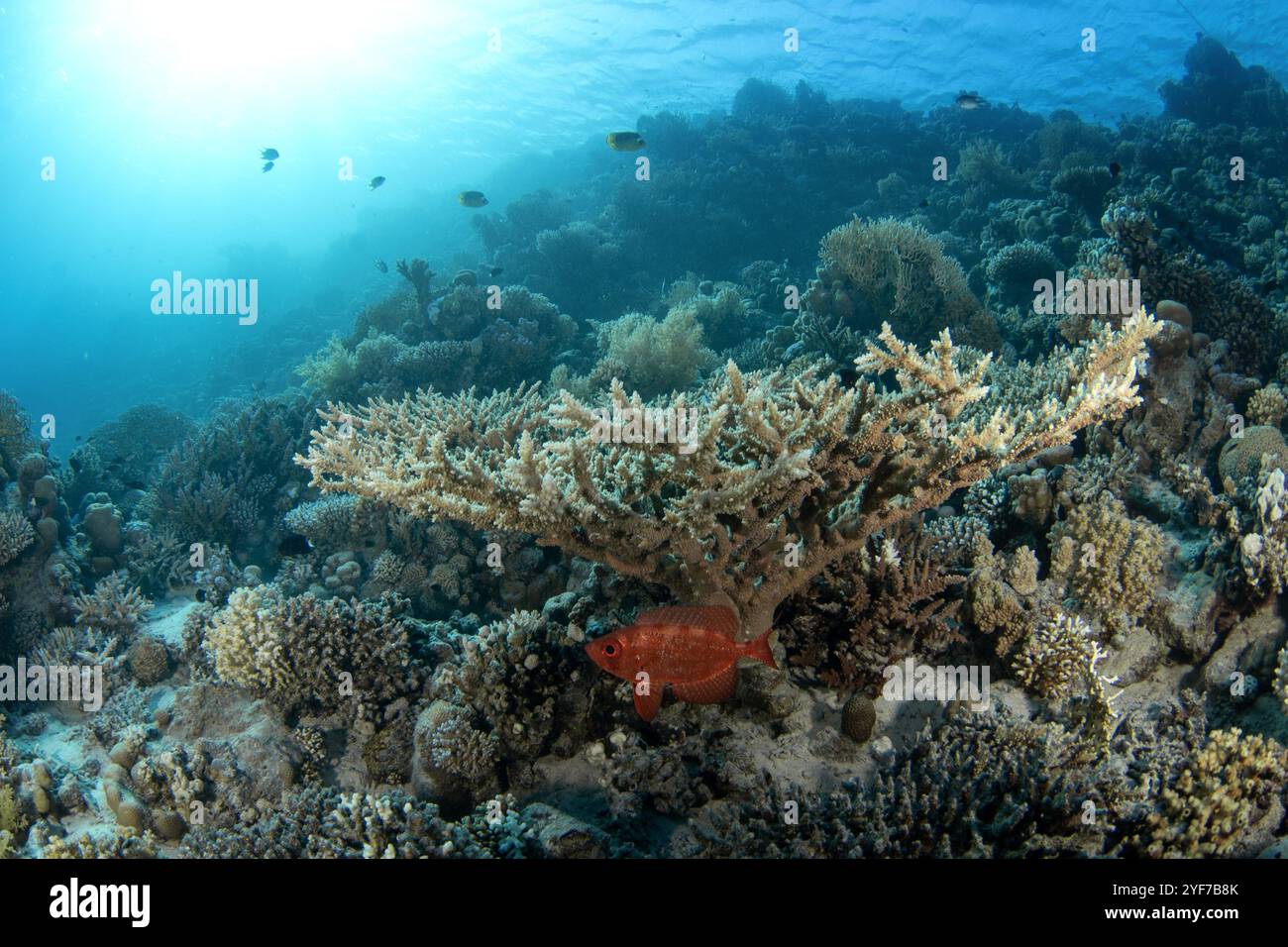 Priacanthus hamrur is hiding under the coral in Egypt. Red fish with ...