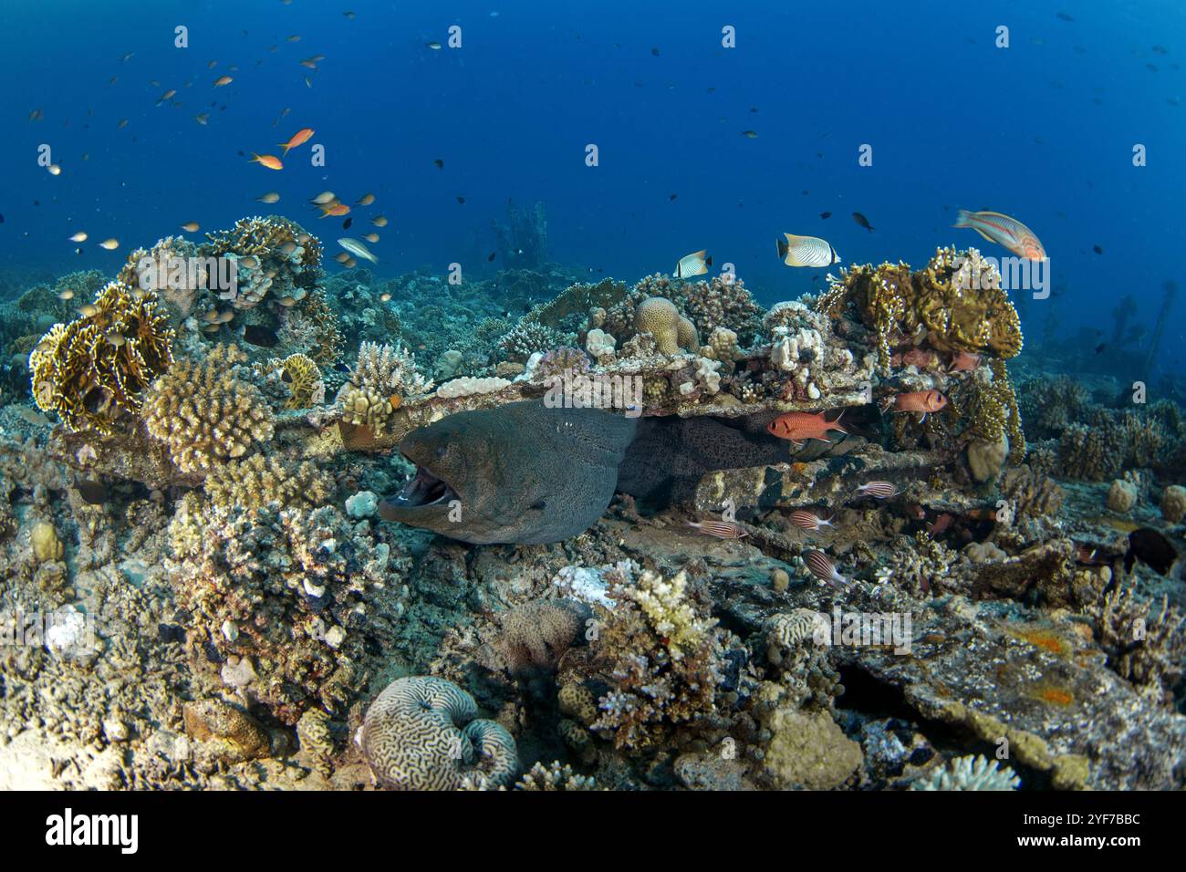 Giant moray hiding in the coral reef. Gymnothorax javanicus during dive ...