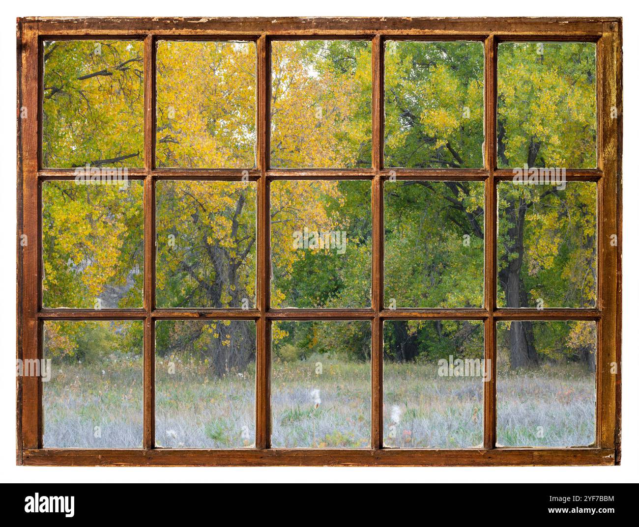 Fall grass in forest Cut Out Stock Images & Pictures - Alamy