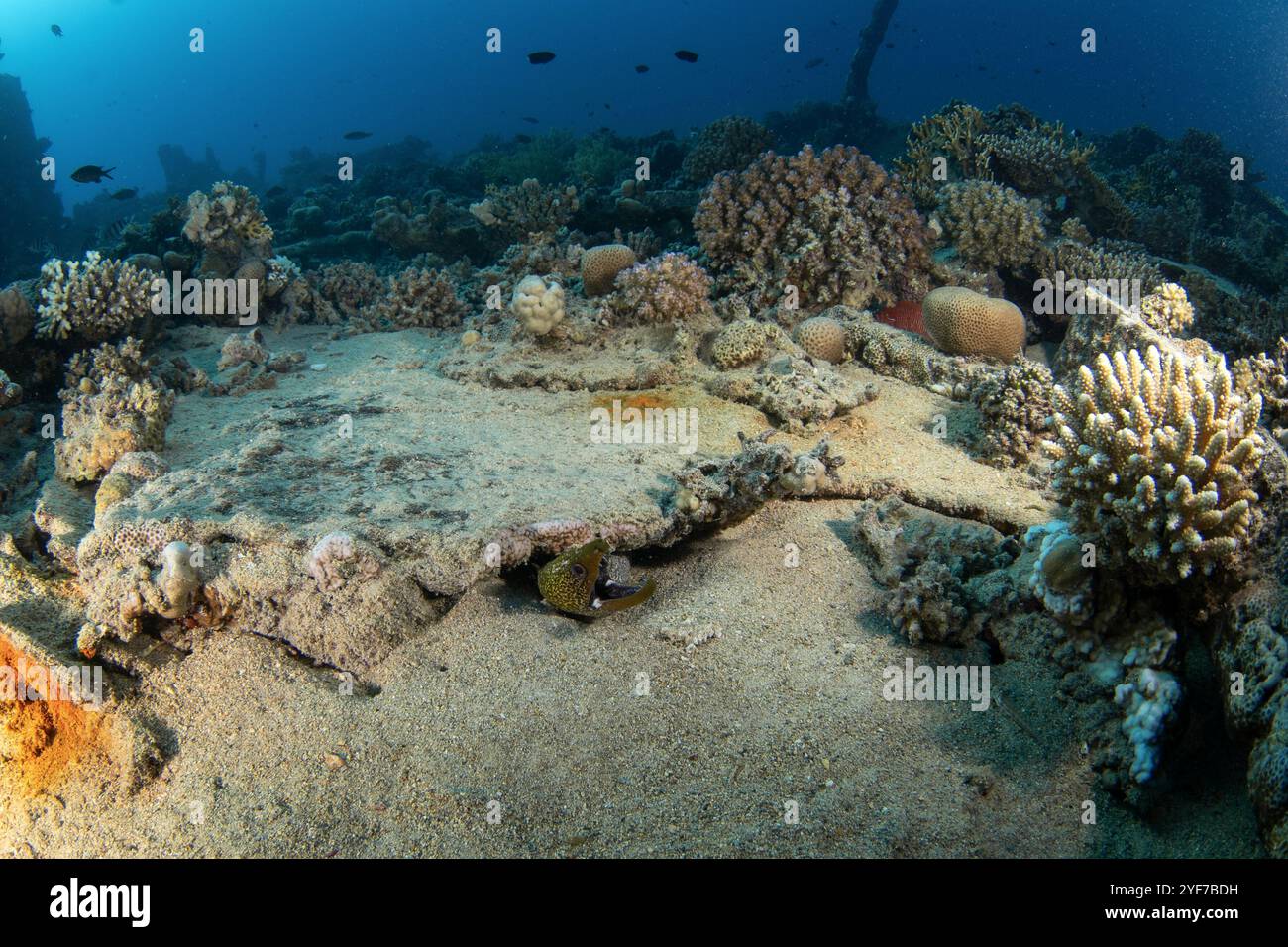Undulated moray hiding in the coral reef. Gymnothorax undulatus during ...