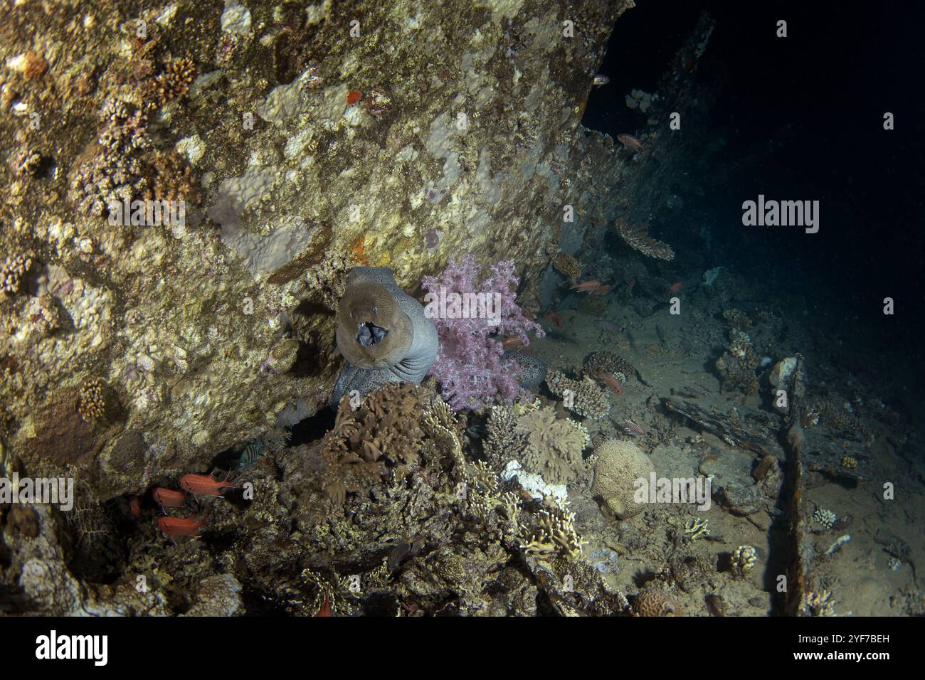 Giant moray hiding in the coral reef. Gymnothorax javanicus during dive ...
