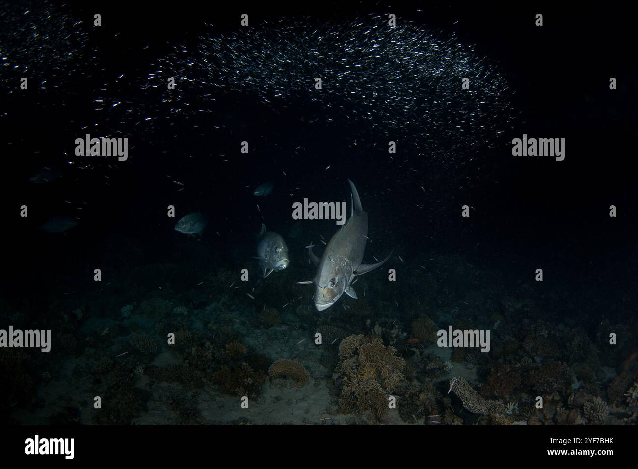 Giant trevallies are hunting small shoal of fish. School of caranx ...