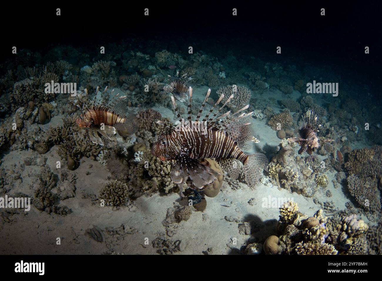 Marine life coral garden lion hi-res stock photography and images - Alamy