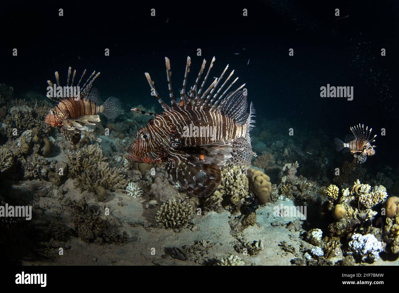 Pterois miles are looking for food during night dive in Egypt. Devil ...