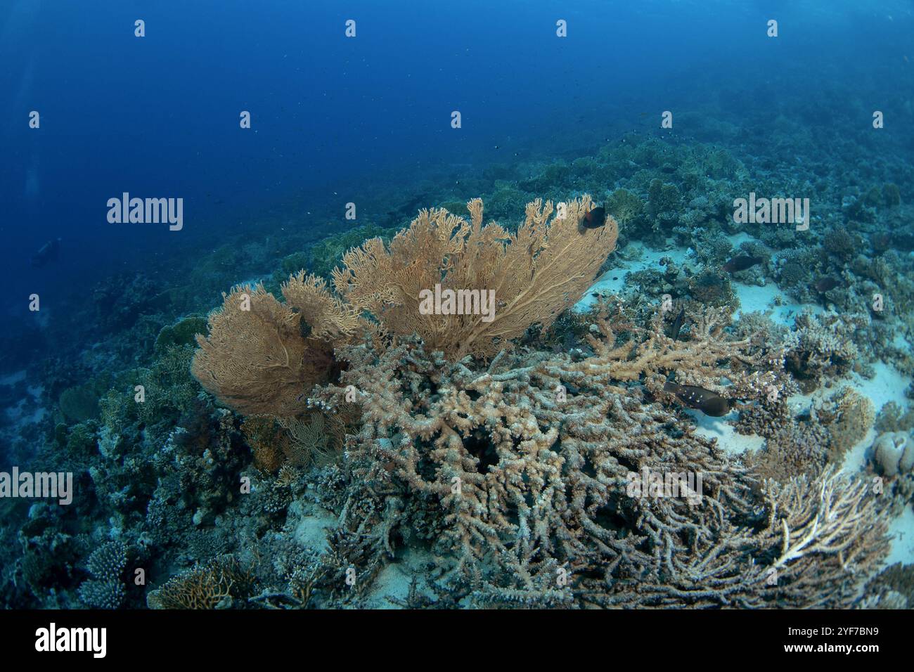 Subergorgia mollis coral in Egypt shallow sea. A lot of corals during ...