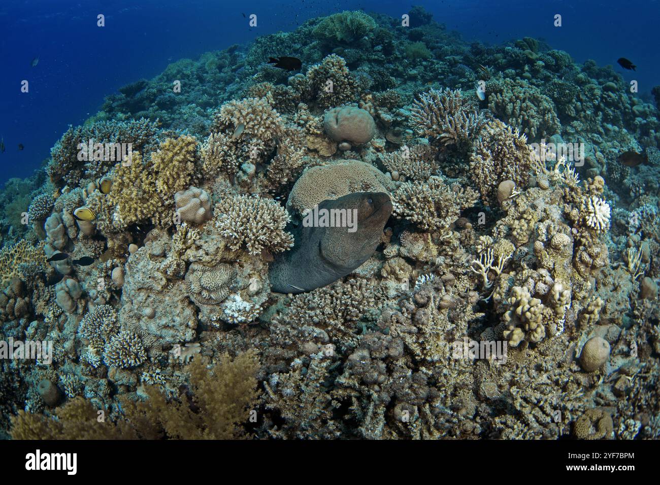 Giant moray hiding in the coral reef. Gymnothorax javanicus during dive ...