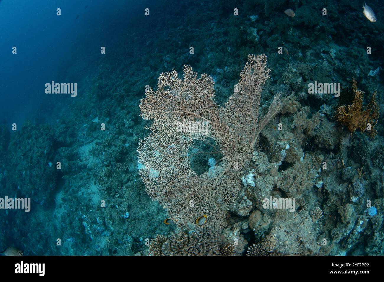 Subergorgia mollis coral in Egypt shallow sea. A lot of corals during ...