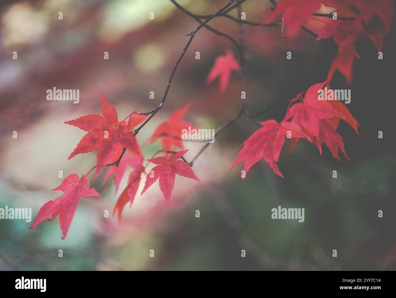 Forest leaves in vibrant hi-res stock photography and images - Alamy